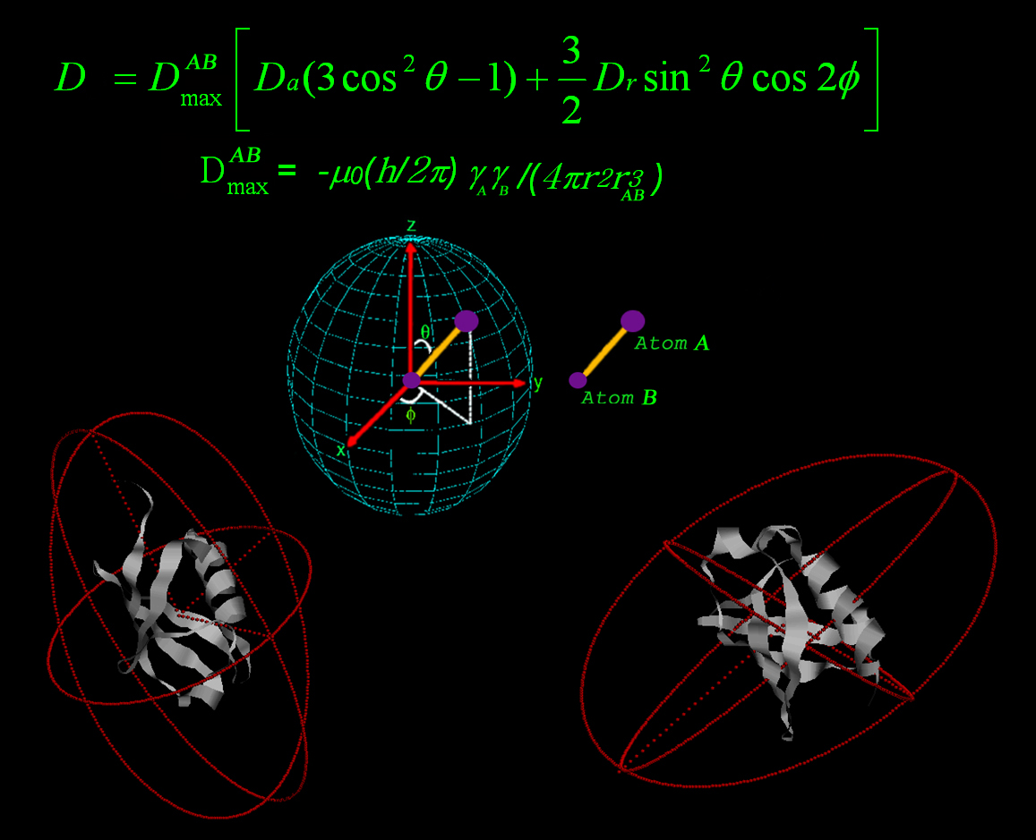Chemical Shifts, Dipolar Couplings, and Molecular Fragment Replacement ...